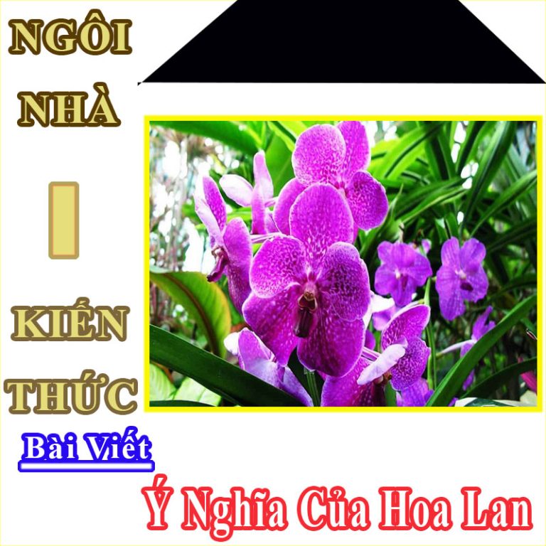 Ý Nghĩa Của Hoa Lan Là Gì? Hoa Lan Có Gì Đặc Sắc Trong Tình Yêu?